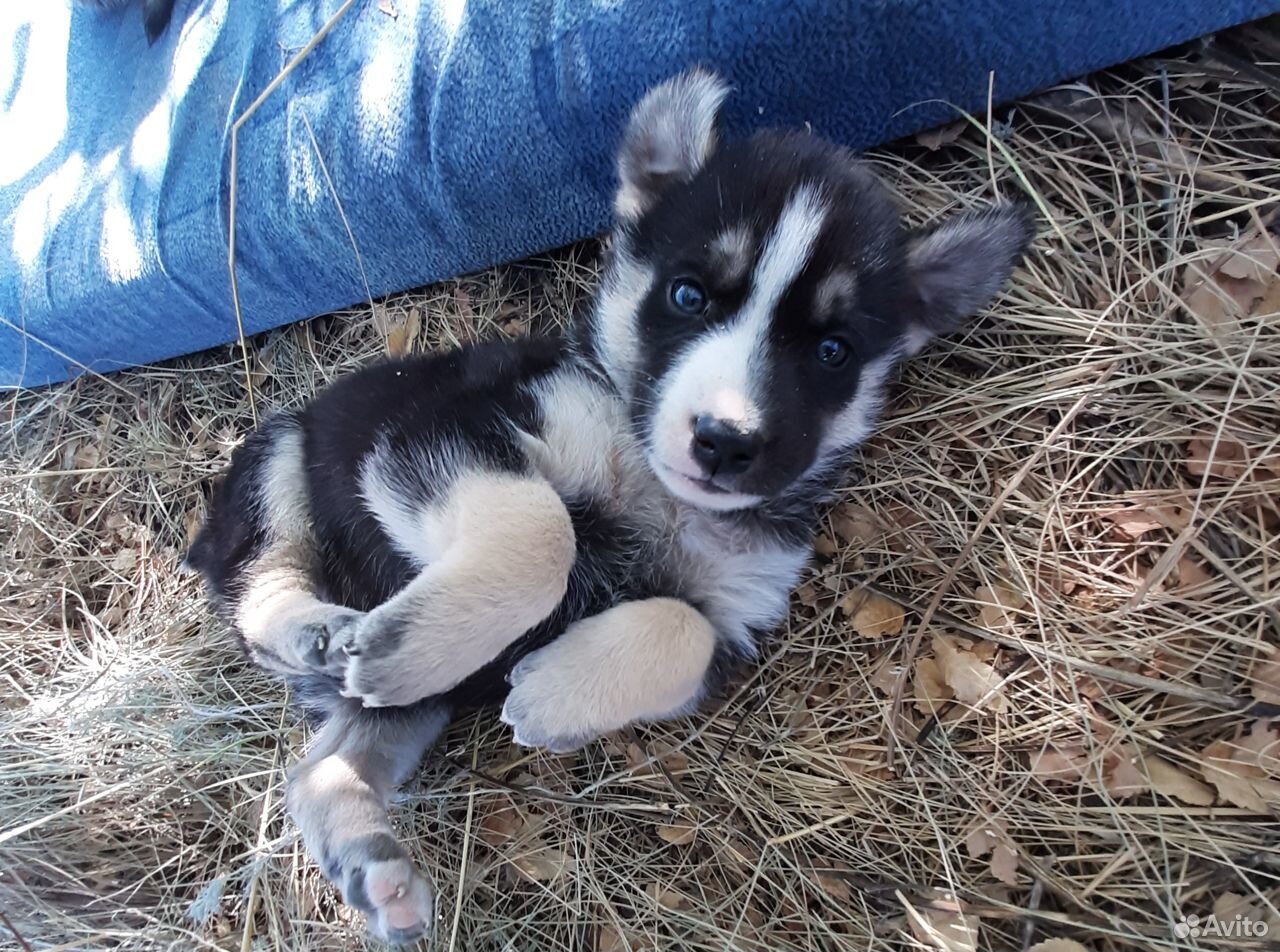 Щенки плюшевые мишки