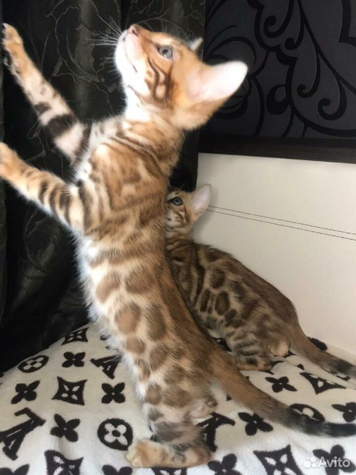 Бенгальская