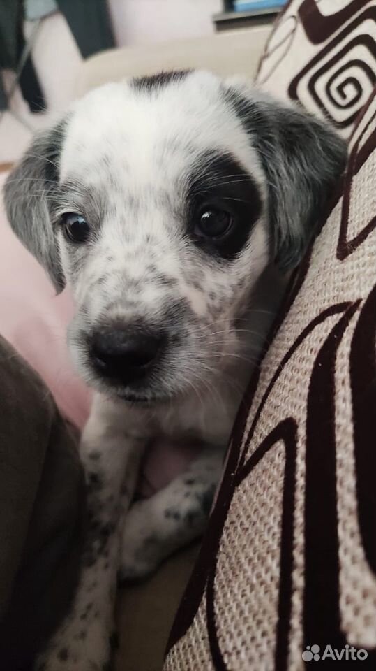 Щенок английского кокер спаниеля / смесь двор