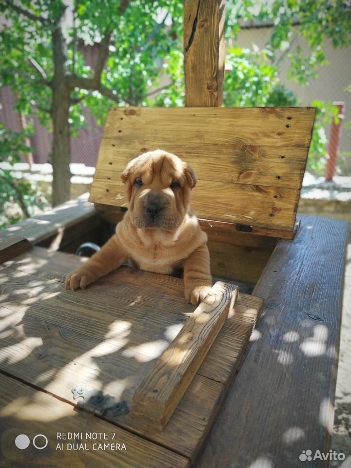 Щенок шар пея