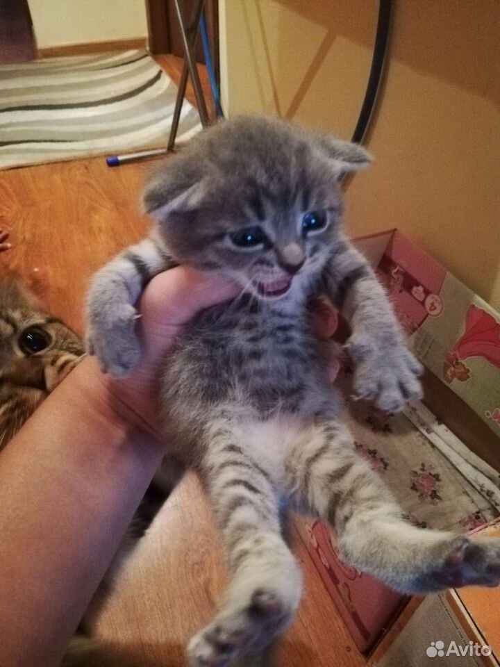Котенок
