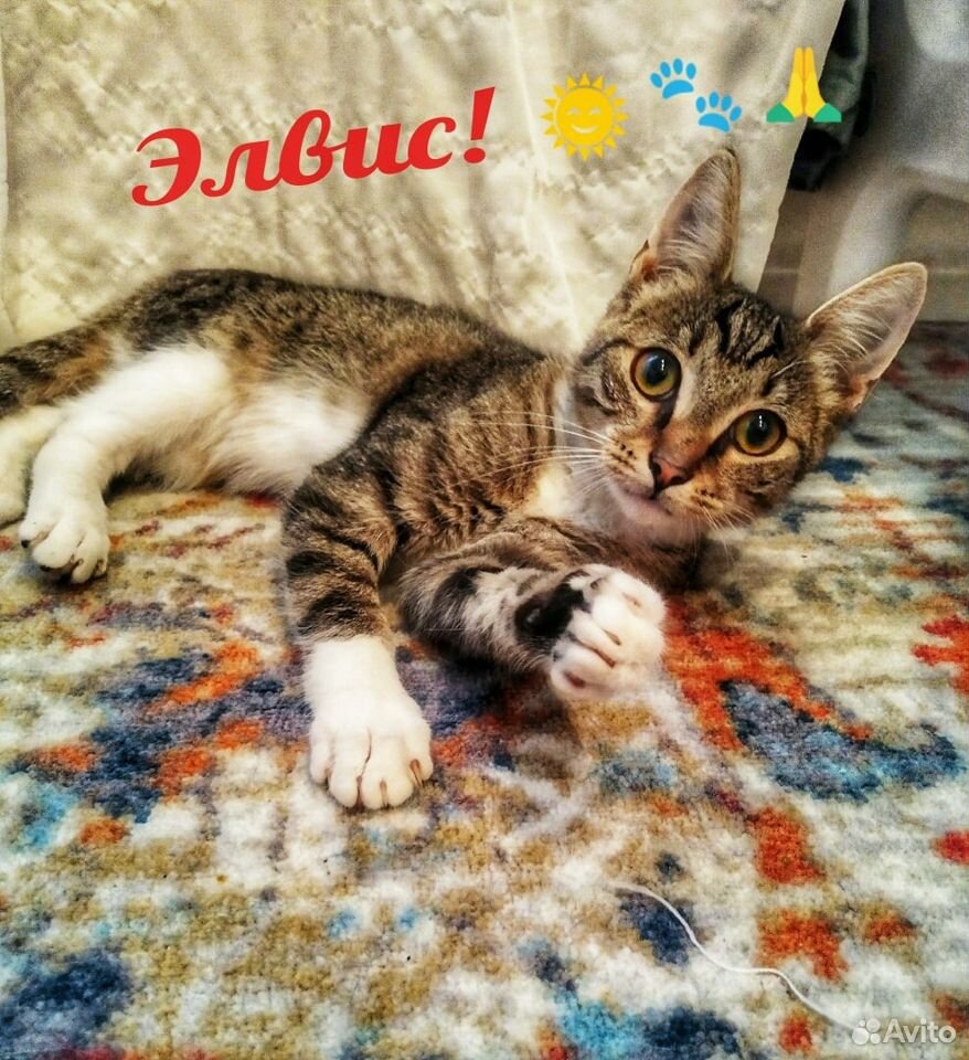 Котёнок Элвис