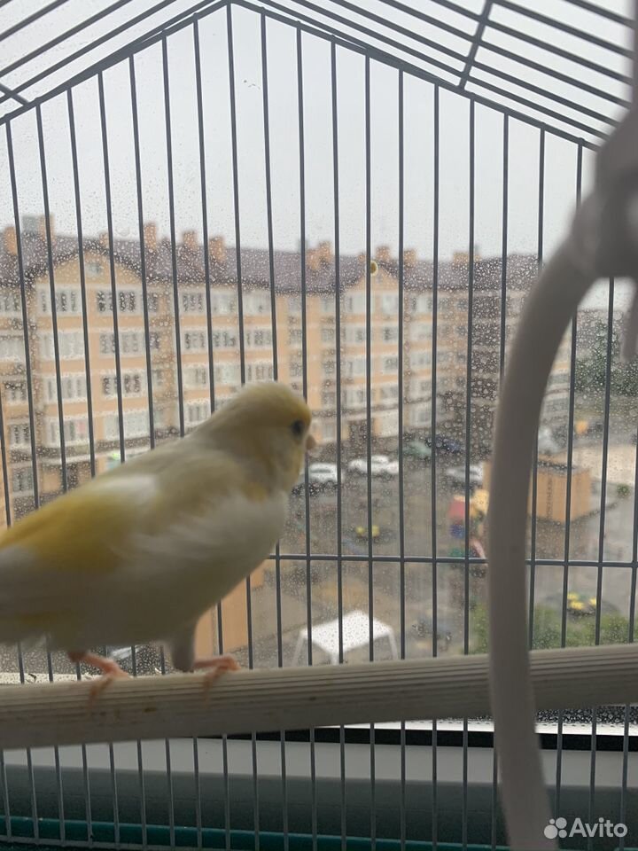 Кенар