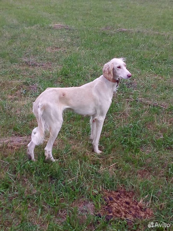 Среднеазиатская борзая Тазы