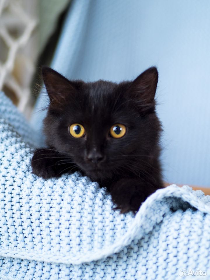 Котенок Люций