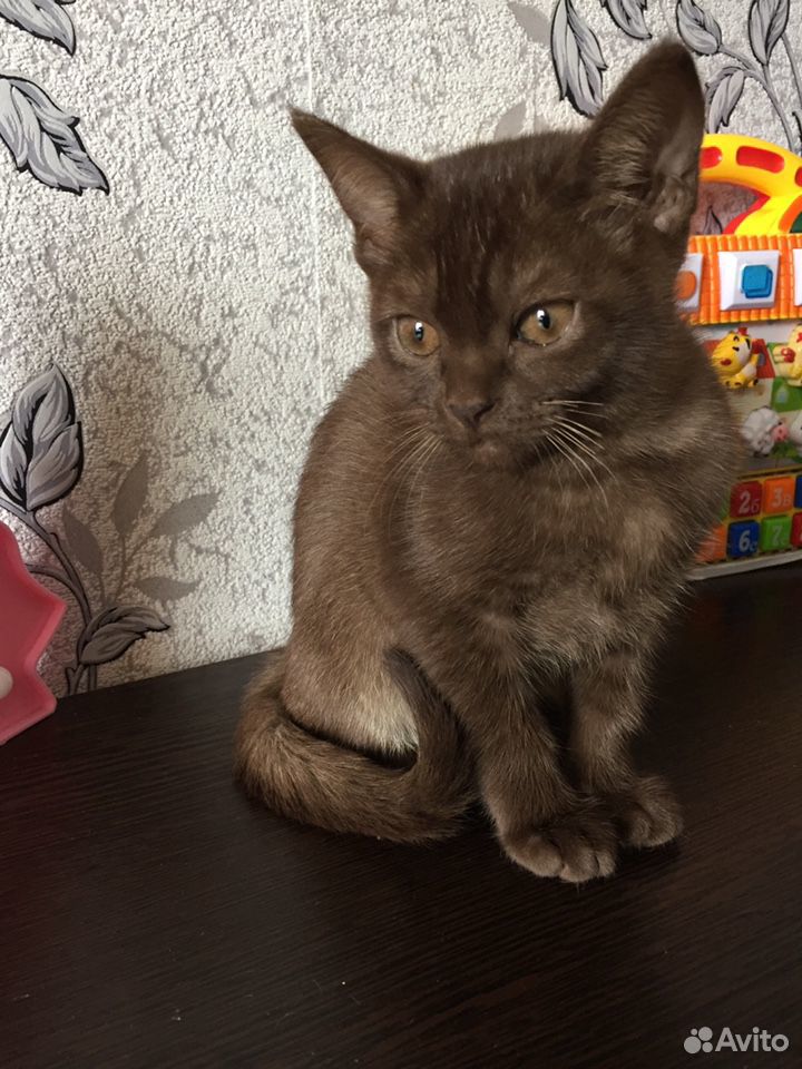 Котята (потомство: кот - Бурма, кошка - Британка)