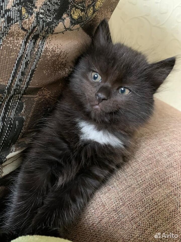 Котята