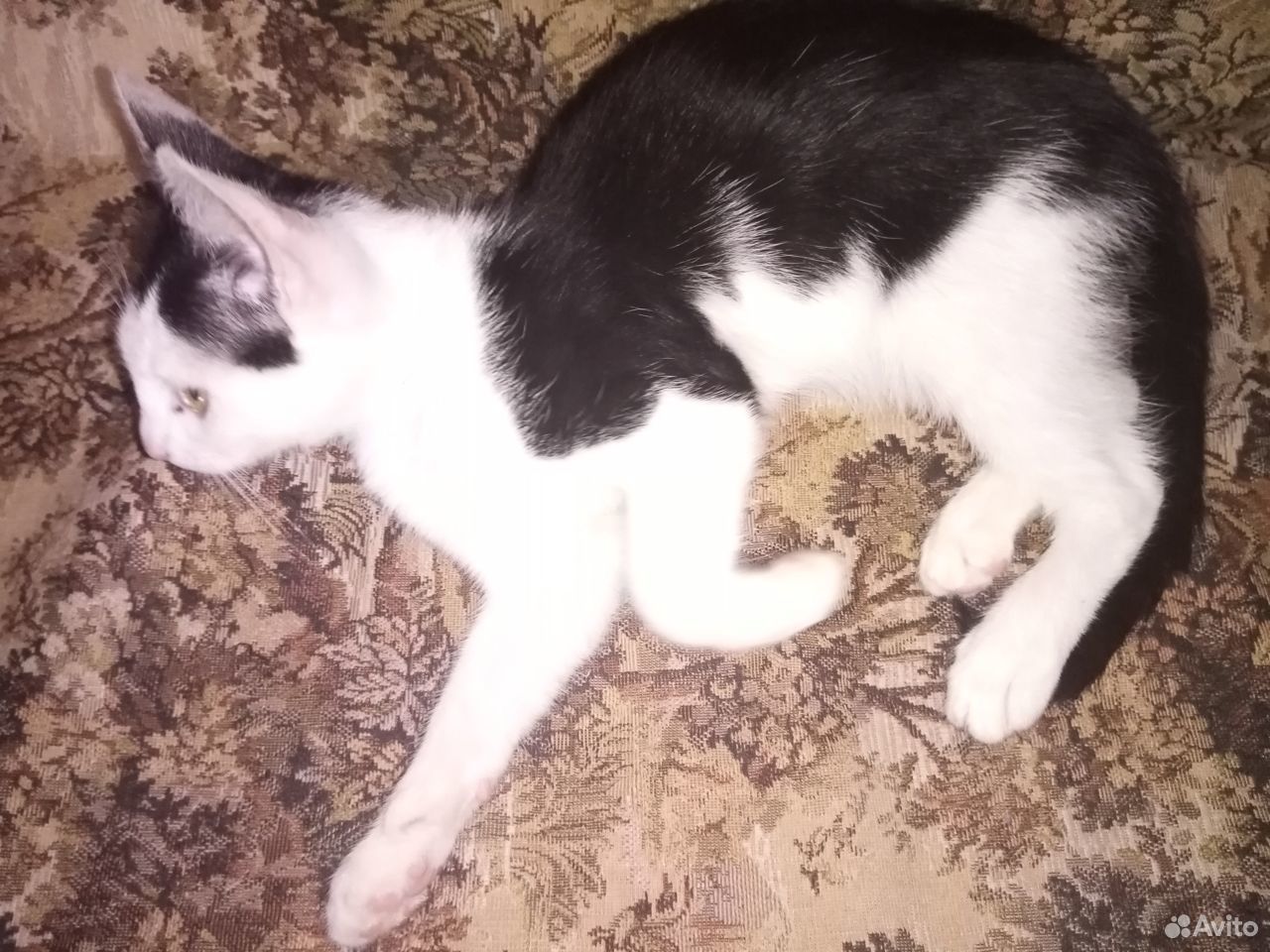 Котенок Зайчик в добрые руки