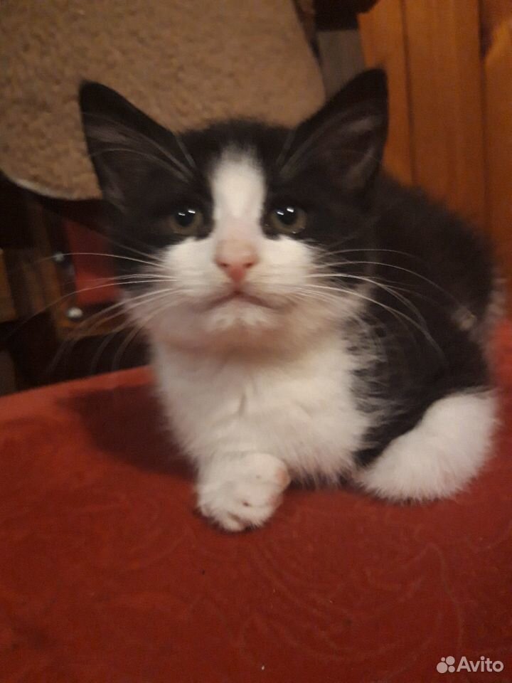 Чудесный малыш пушистик ищет дом