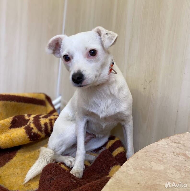 Белоснежка Соня в добрые терпеливые ручки