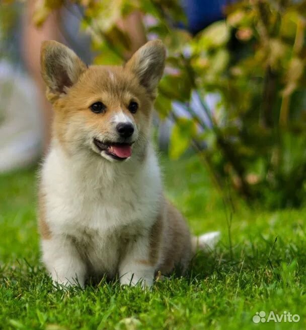 Мальчик корги