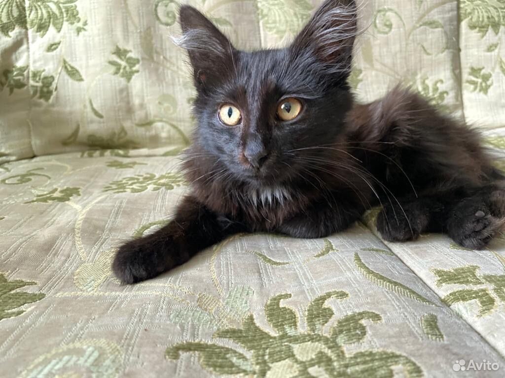 Котёнок-мальчик,ласковый 3 месяца