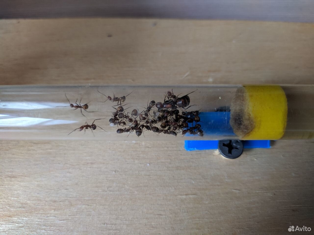 Колония Camponotus Nicobarensis