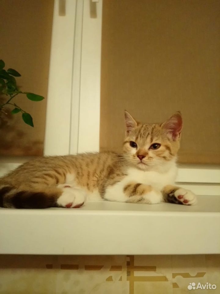 Шотландская кошка