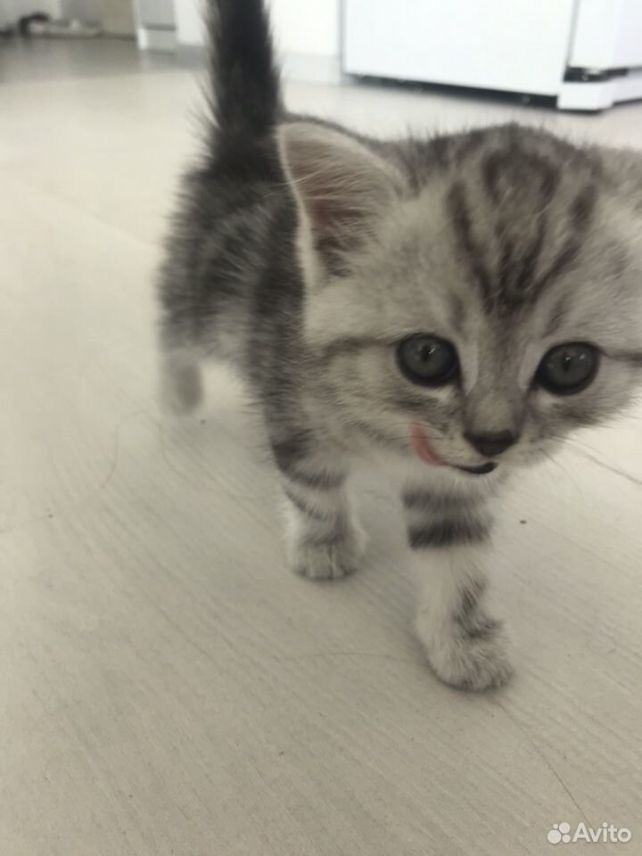 Котенок девочка шотланд/британ