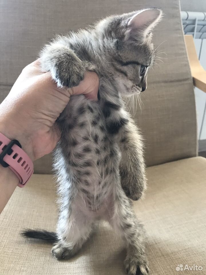 Котята