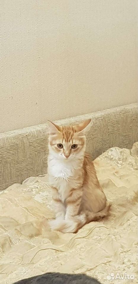 Котенок лесной норвежский 4мес. мальчик Лёва