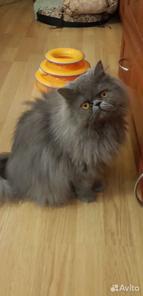 Персидская кошка 1год привита стерилизованна
