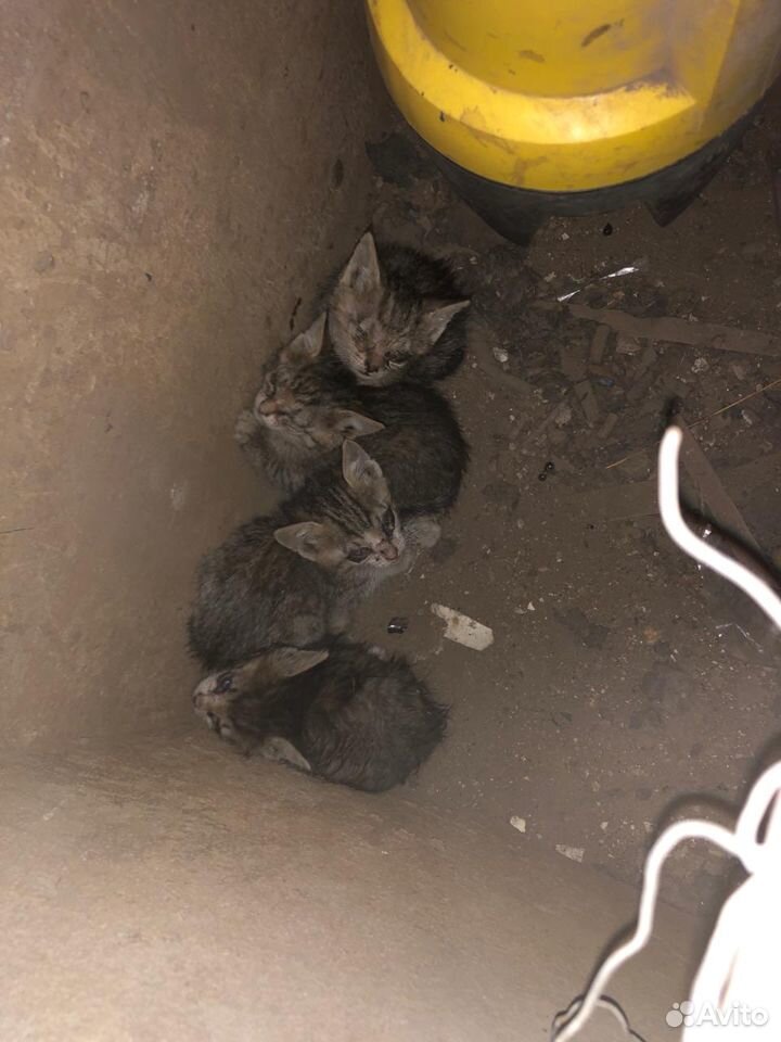 Котята
