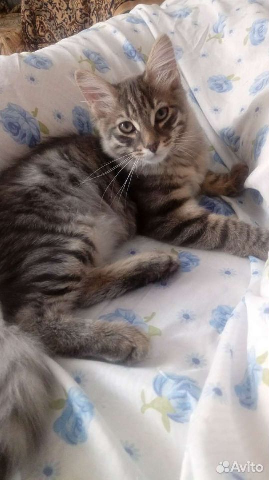 Котята