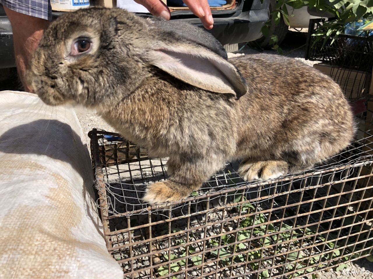 Кролик Фландер девочка 9 мес