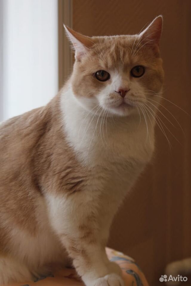 Кот Кексик ищет дом