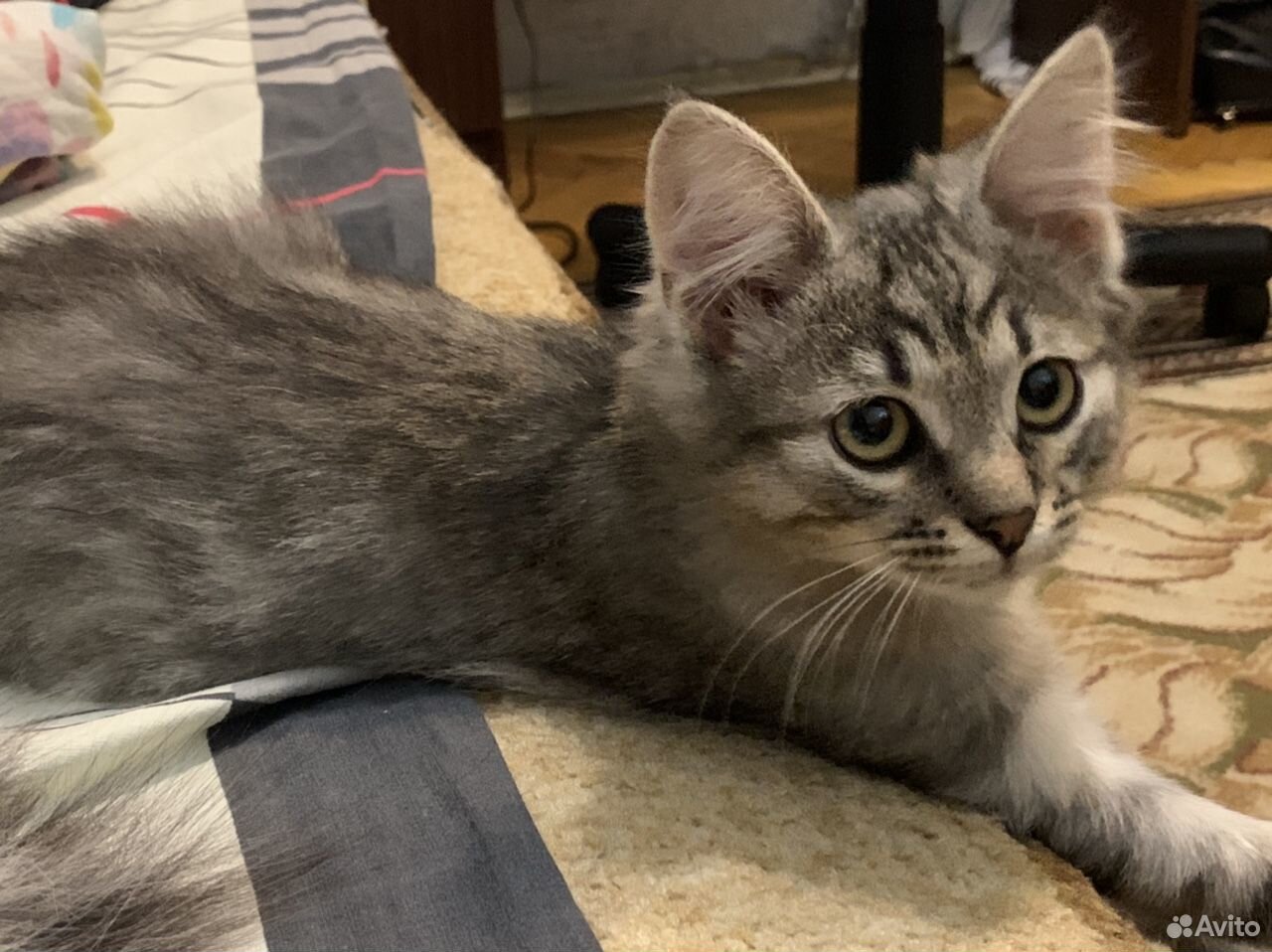 Котёнок