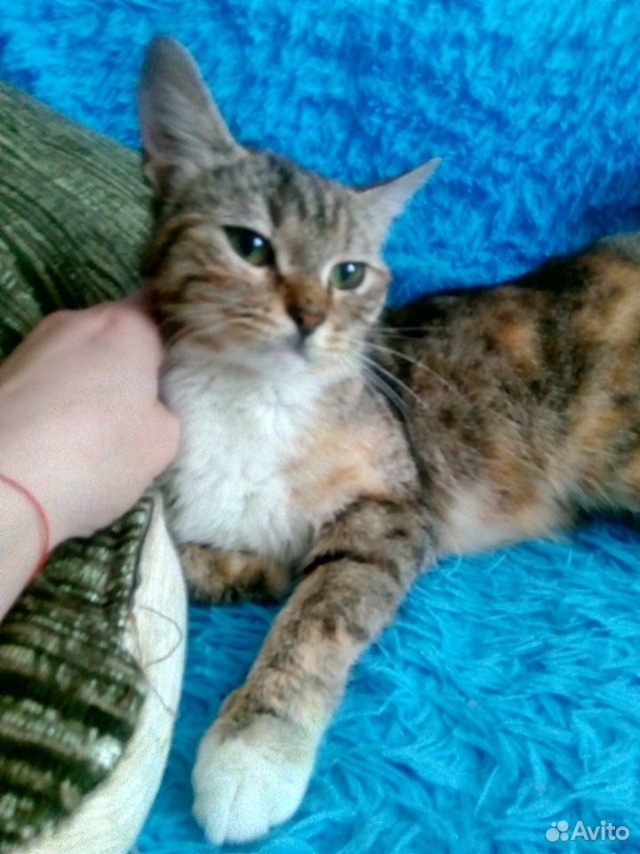 Кошка мышеловка ищет дом