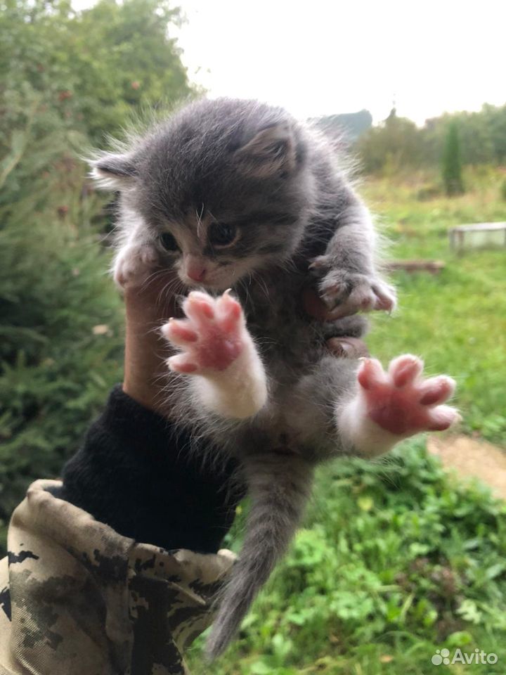 Котенок