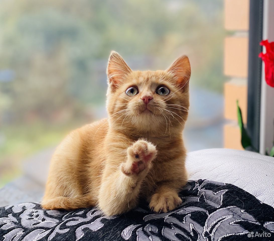 Золотой Котёнок Симба в добрые руки