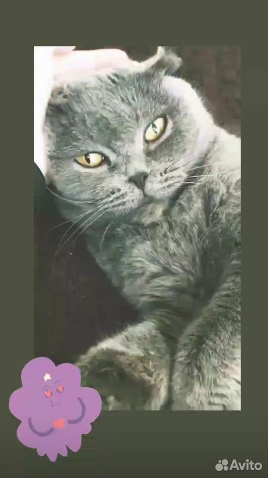 Шотландская вислоухая