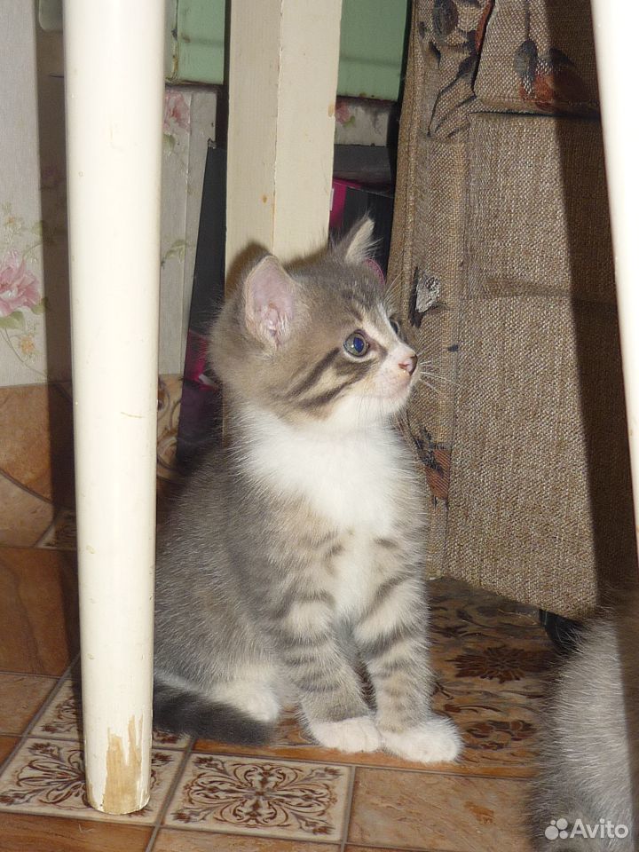 Милый и воспитанный