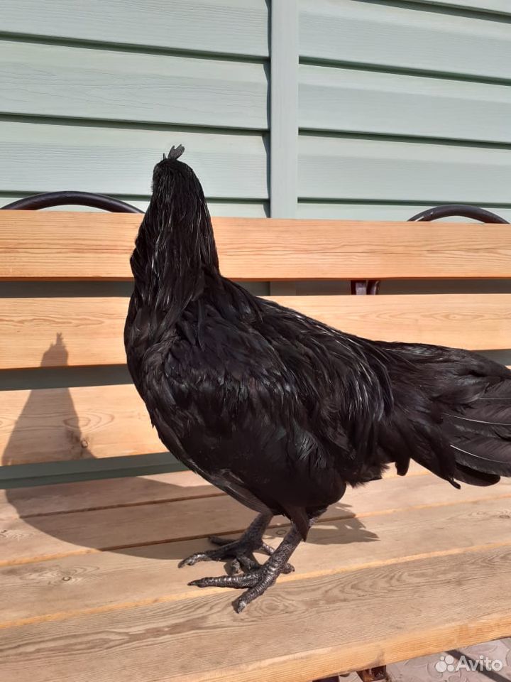 Петух Аям Цемани