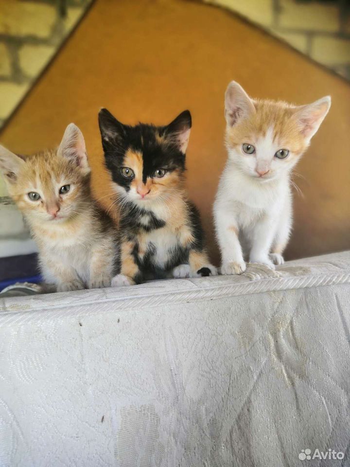 Котята