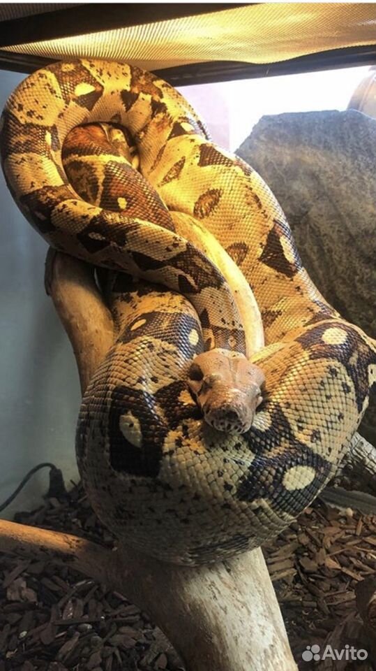 Императорский удав террариум и все дела