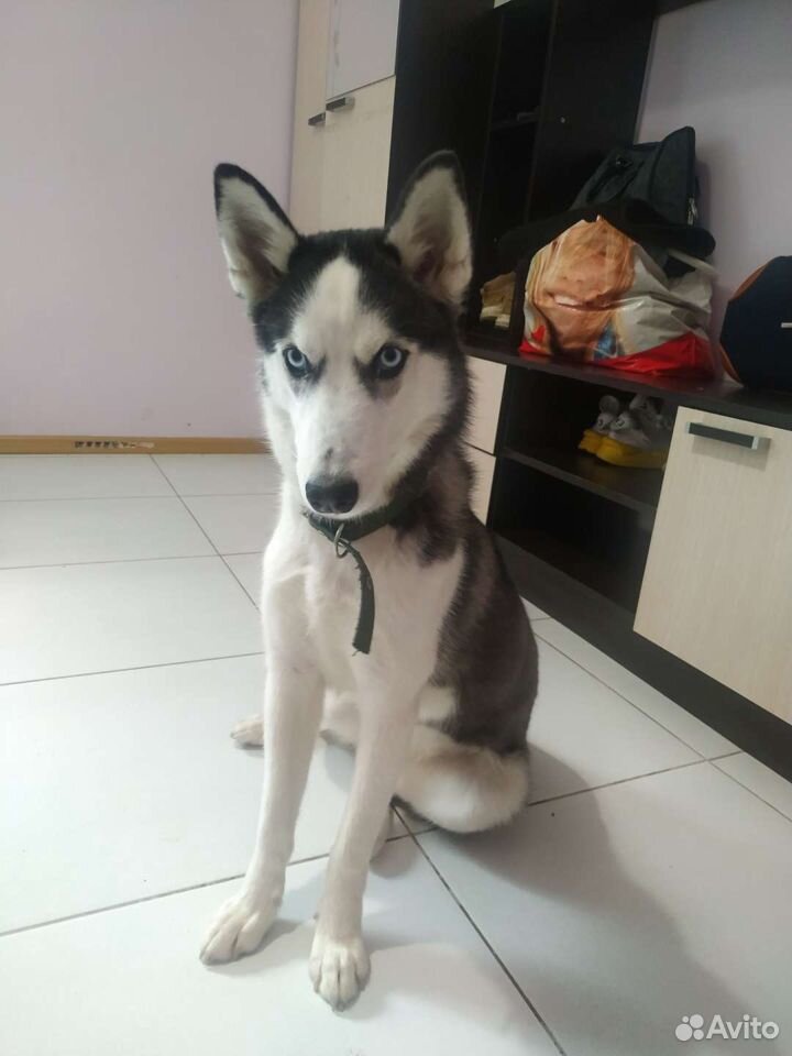 Сибирский хаски