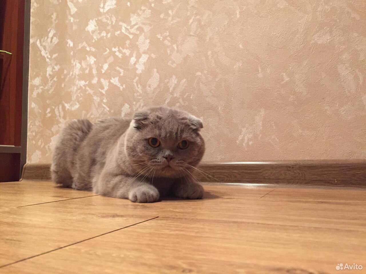 Шотландский кот, отдам в хорошие руки