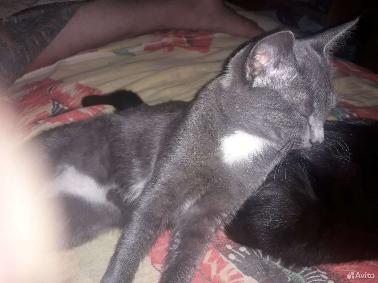 Кошка