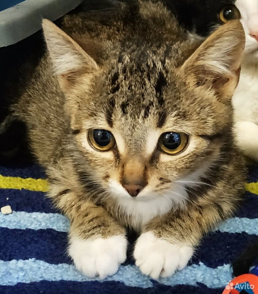 Котенок в добрые руки