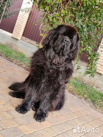 Ньюфаундленд