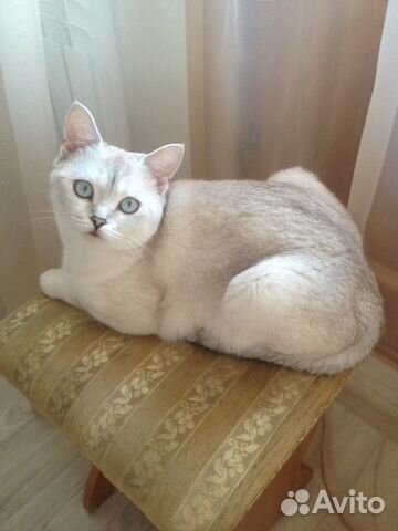 Познакомлюсь с шотландцем