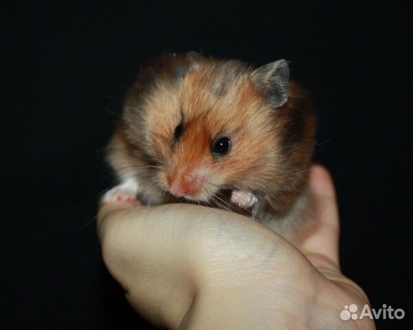 Сирийские хомяки