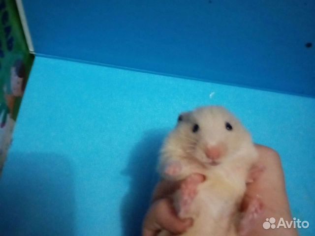 Сирийский Хомячок девочка