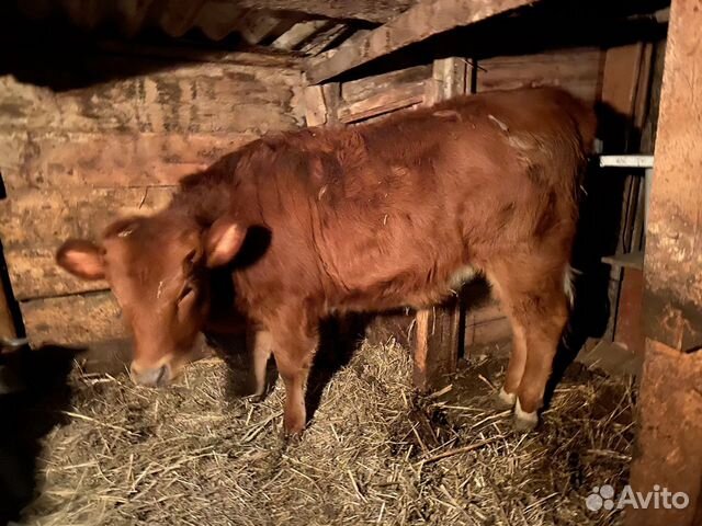 Телёнок тёлочка нетель мясная лимузинская