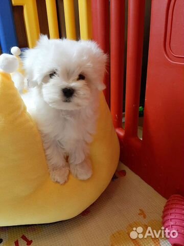 Мальтийская болонка. РКФ