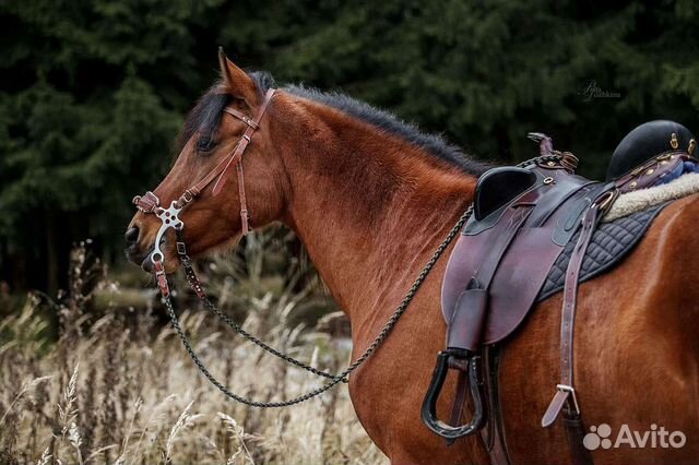 Лошадь хобби-класса в аренду
