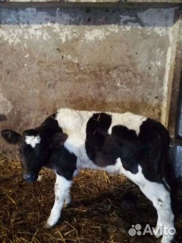 Бычки, телочки