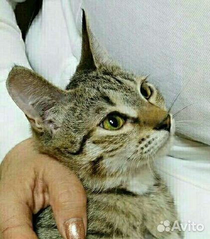 Милая Сильвия ждёт своего человека, 6 месяцев