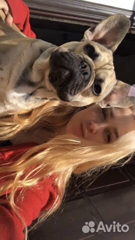 Французский бульдог вязка