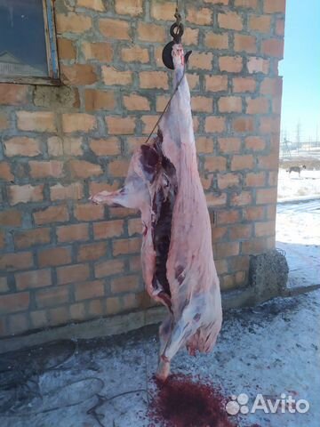 Дикие свинья и кабан